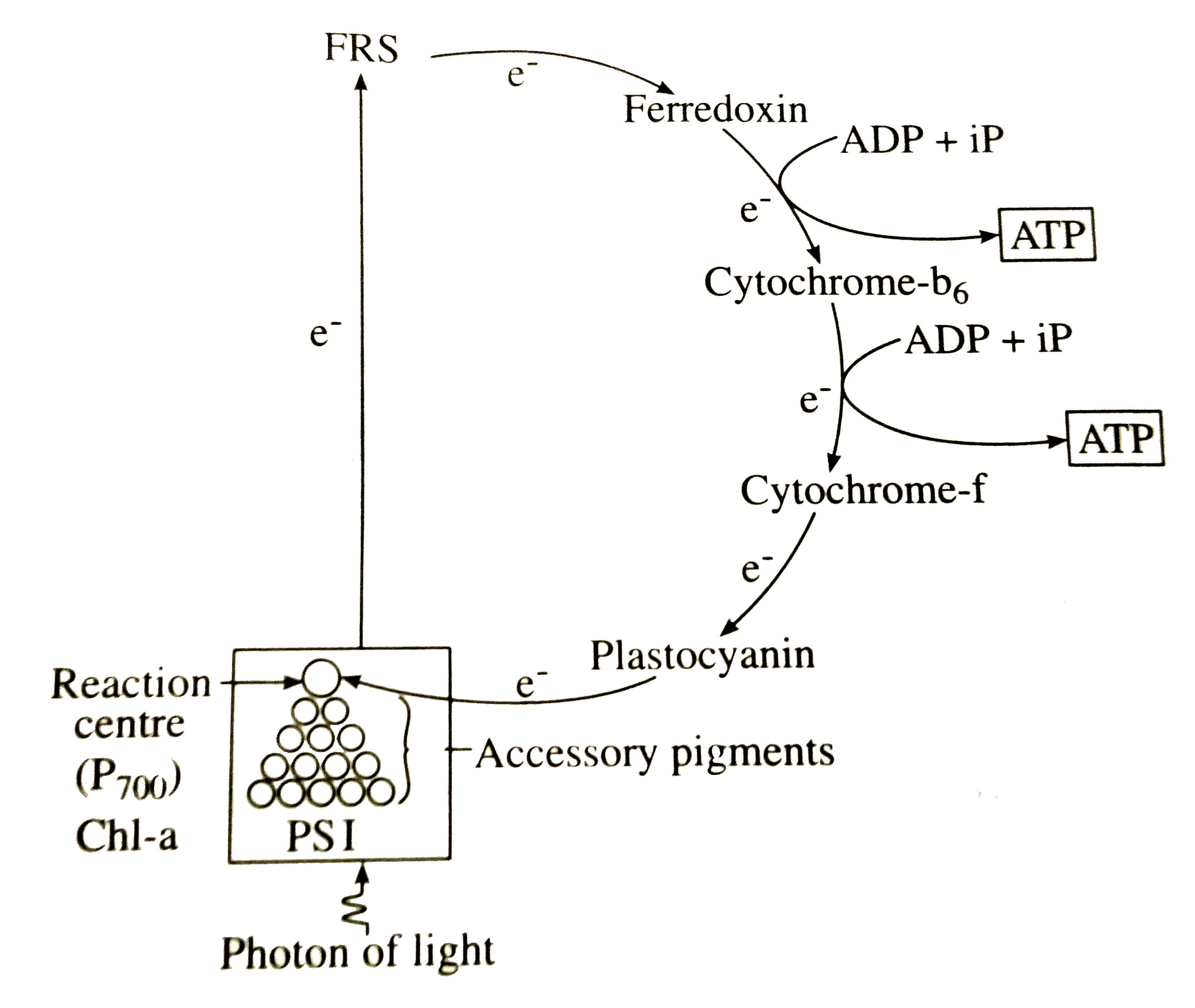 Cyclic Photophosphorylation Diagram Cyclic Photophosphorylation Diagram