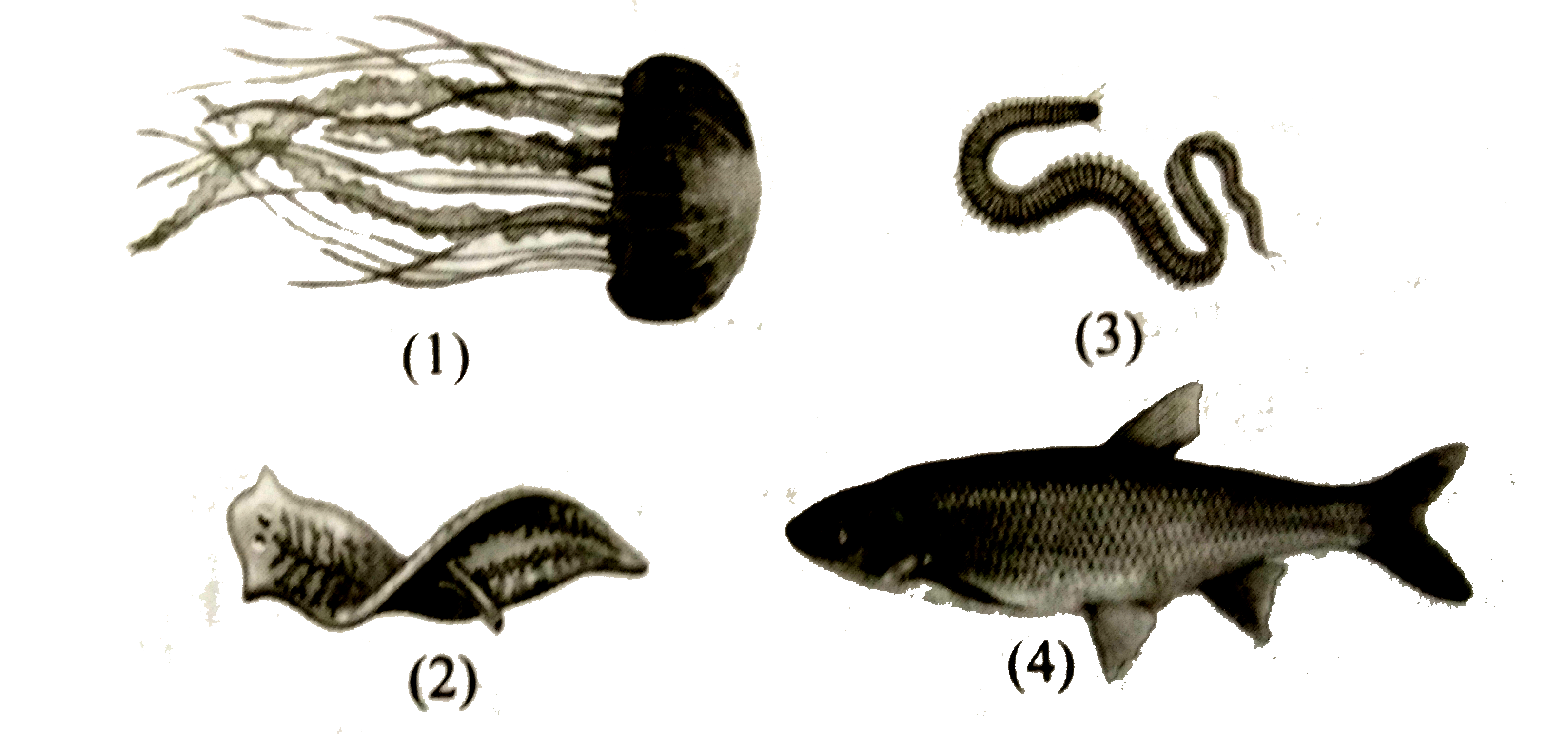 Label the following Animals