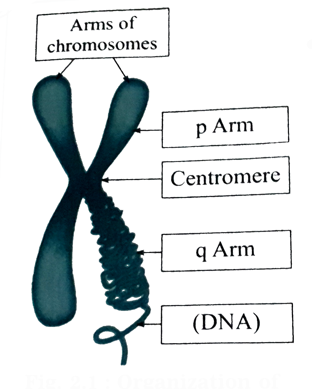 What is the shape of chromosomes ? Give its names in the adjacent figu