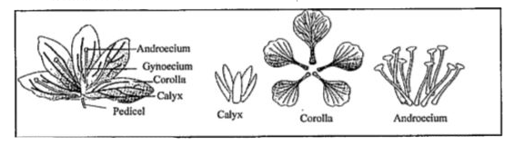 What is flower ? Discribe the parts of typical angiosperm flower.