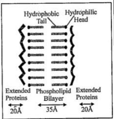 Explain Robertson's unit membrance concept.