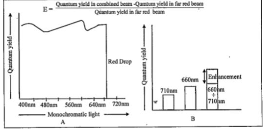 What is red drop and Emerson's effect.