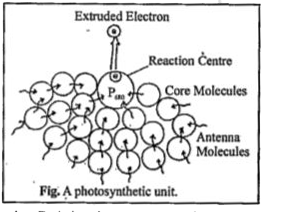What do you mean by photosynthetic unit? Explain it in brief.