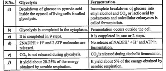 Differentiate between glycolysis and fermentation. [NCERT]