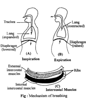 Explain the process of inspiration under normal conditions.