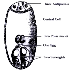 A mature embryo-sac in a flowering plant may possess 7-cells, but 8-nu