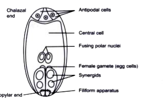Draw a labelled diagram of sectional view of a mature embryo sac of an