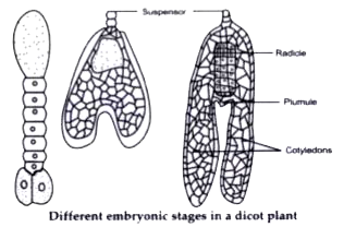 Describe with the help of three labelled diagrams the different embryo
