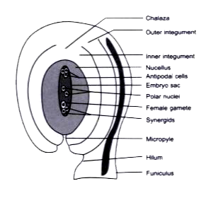 With a neat, labelled diagram, describe the parts of typical angiosper