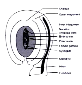 Draw a well labelled diagram of a typical anatropous ovule.