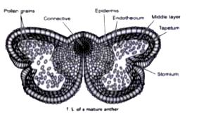 Explain the formation of microspores in angiosperms.