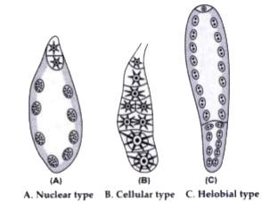 Explain the types of endosperm in above figure A, B, and C.