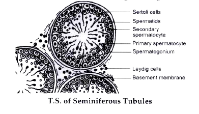 Describe the structure of seminiferous tubules.