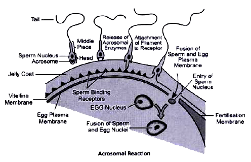 Draw a labelled diagram of L.S. of human testis.