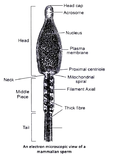 Describe in brief the structure of a mammalian spermatozoan.