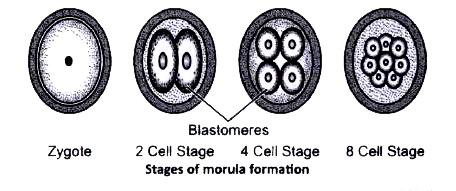 What are blastomeres?