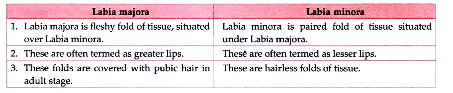 Give difference between Labia majora and Labia minora.