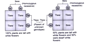 How would you find genotype of a tall pea plant bearing white flowers