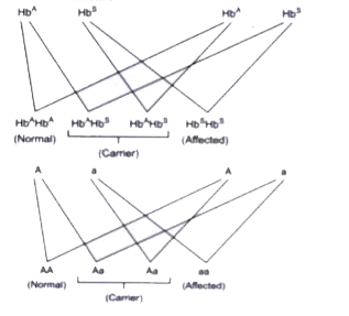 Give an example of an autosomal recessive trait in humans. Explain its