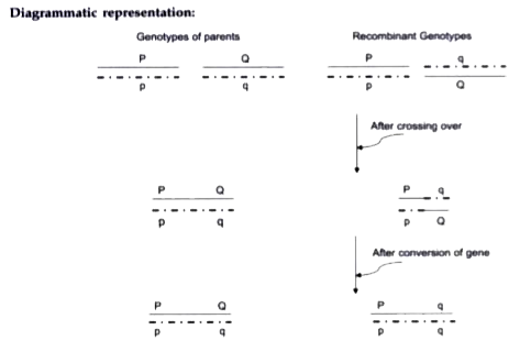 What is linkage and recombination ?When does recombination take place