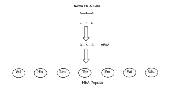 In a HbA peptide pick out the incorrect. Given above is the repr