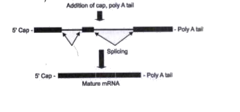 Explain the process of splicing of hn-RNA in a eukaryotic cell.