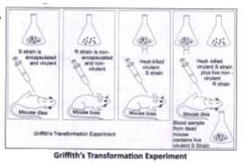Griffith's experiment illustrated a principle where a bacterial cell w