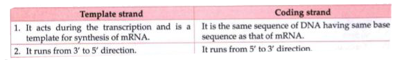Differentiate between Template strand and Coding strand.