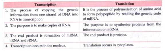 Differentiate between Transcription and Translation.