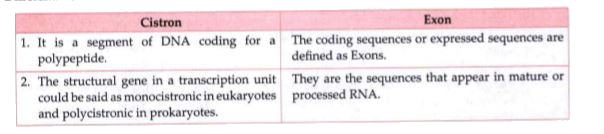 Differentiate between a Cistron and an Exon.