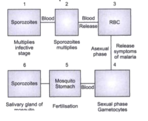 The following flowchart represents the life cycle of malarial parasite