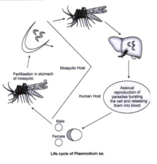 Life Cycle Of Plasmodium In Mosquito With Diagram