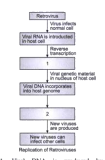 In the flow diagram given below, the replication A of retrovirus in a