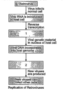 1. Virus can infect other cell. 2. New viruses are produced.