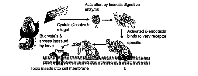 The figure below shows the mode of action of Bacillus thuringiensis ag