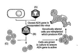 In gene therapy for the ADA deficient patients the type of vector "A"
