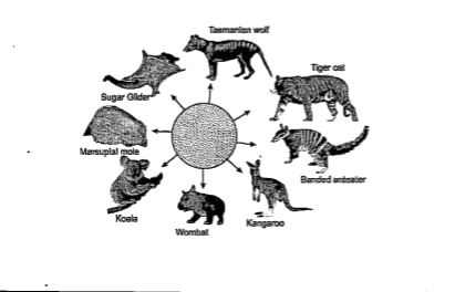 Divergent Evolution Tasmania