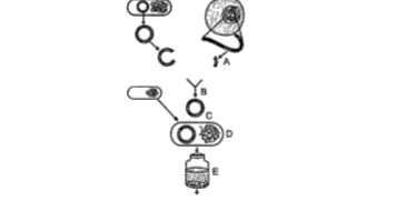 Study the given figure showing production of Humulin and answer the qu