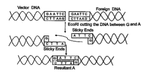 EcoRI is used to cut a segment of foreign DNA and that of a vector DNA