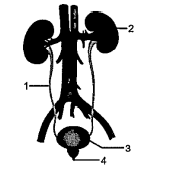 The given diagram represents the structure of a human excretory system
