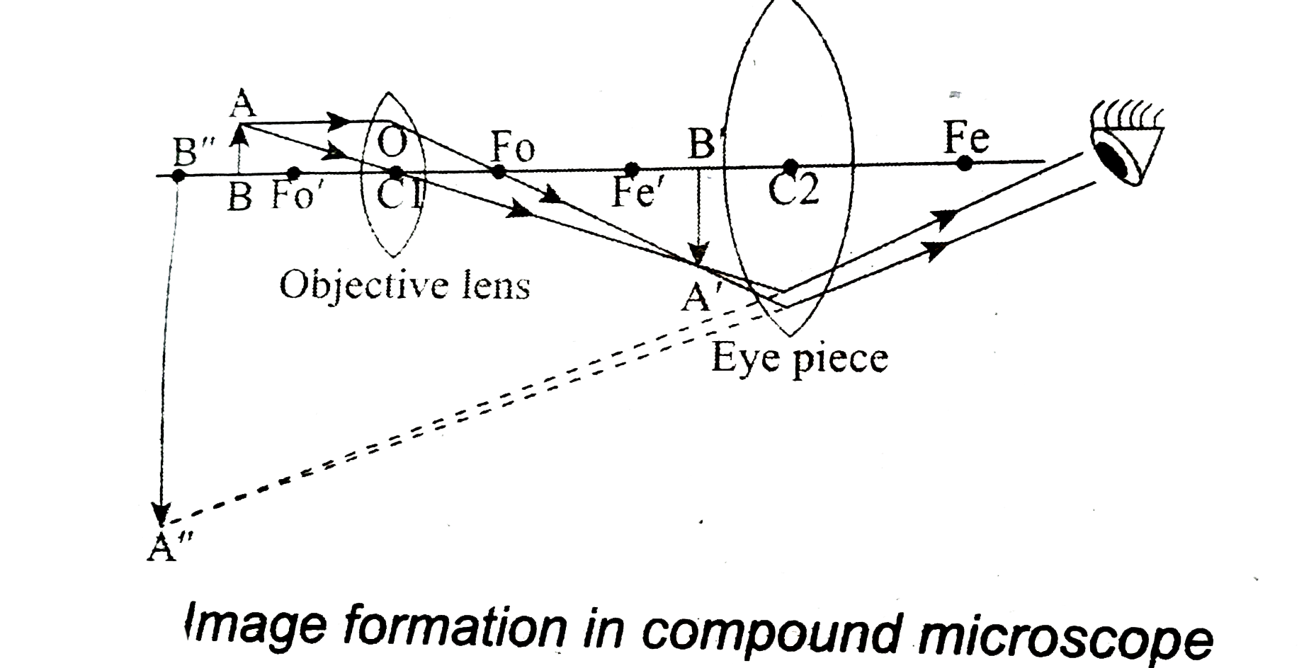 Explain the construction and working of a 'Compound Microscope'.