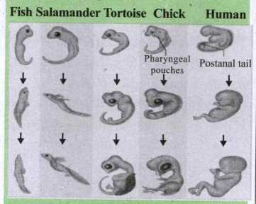EXAMPLE from SARAS PUBLICATION Chapter 26 EVOLUTION for Class 12