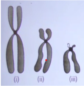 (ii) Metacentric (i) Subtacentric (iii) Acrocentric