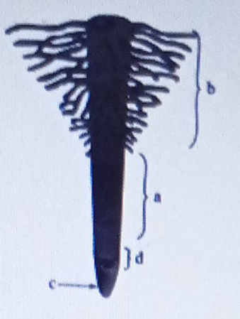 Recognise the different region in the root section i. Root cap ii. Reg