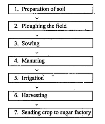Arrange the following boxes in proper order to make a flow chart of su