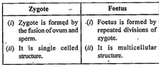 Give two differences between a zygote and a foetus.