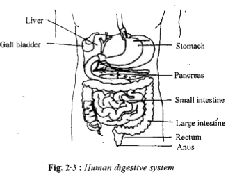 Label Fig. of the digestive system.