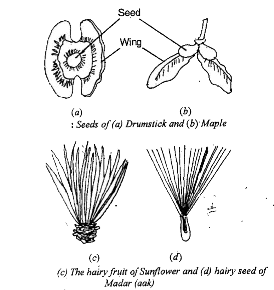 Describe the various ways by which seeds are disperased.