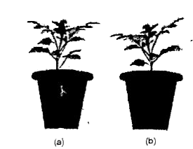 Why does plant in pot B wilt