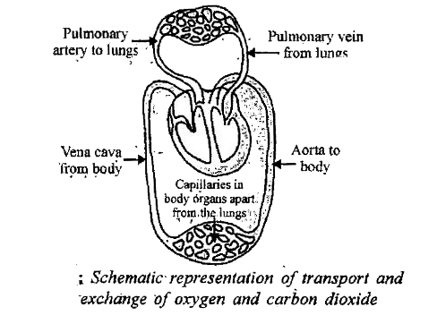 Describe double circulation in human beings. Why is it necessary?
